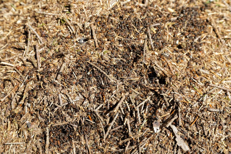 Ant colony stock image. Image of army, nest, nature - 120769457