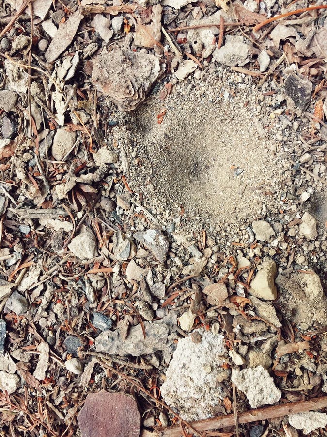 Ant colony stock photo. Image of hymenoptera, outdoor - 98070178