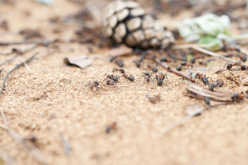 The ant colony stock photo. Image of macro, nature, insects - 83018234