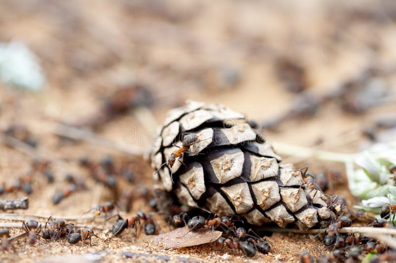 The ant colony stock image. Image of ants, colony, macro - 83019357