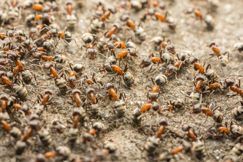 Ant Colony stock photo. Image of nature, food, group - 41372262
