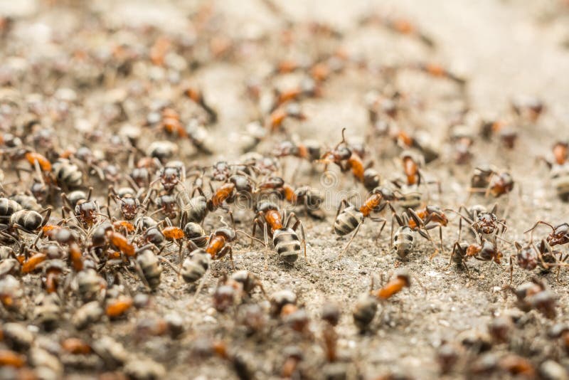 Ant Colony stock photo. Image of small, nest, looking - 41372266