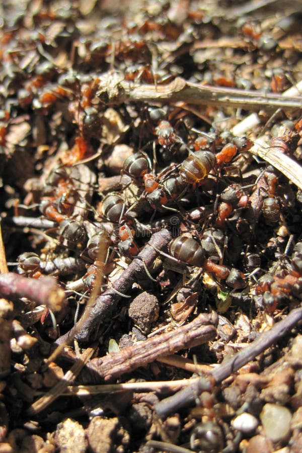 740 Ant Colony Fire Stock Photos - Free & Royalty-Free Stock Photos ...