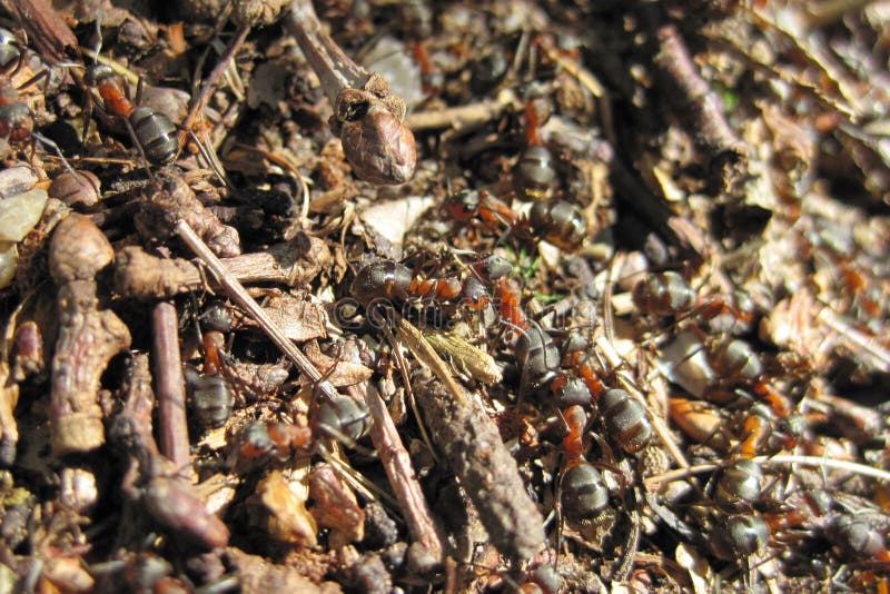 Ant colony stock photo. Image of helping, colony, anthills - 30506220