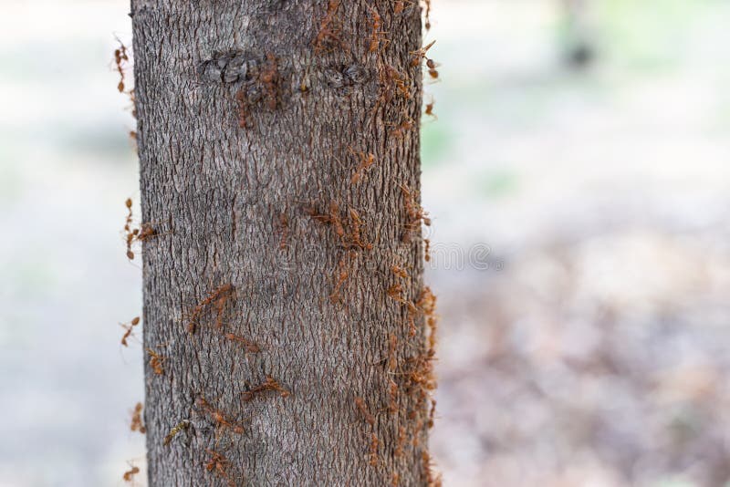 Ant Colony at the Base of the Tree. Stock Image - Image of colony ...