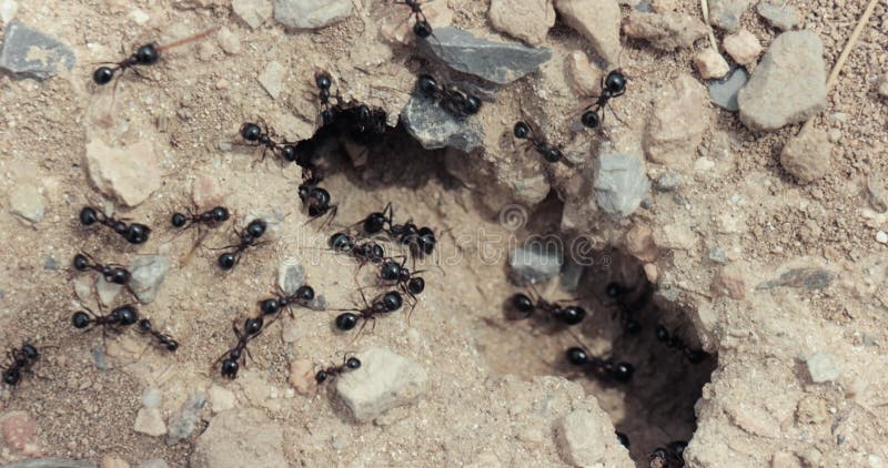 Ant colony building nest stock video. Video of creature - 278234001