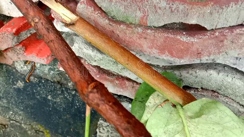 An Ant Colony that Crawls on Tree Branches by Making 2 Paths. Stock ...