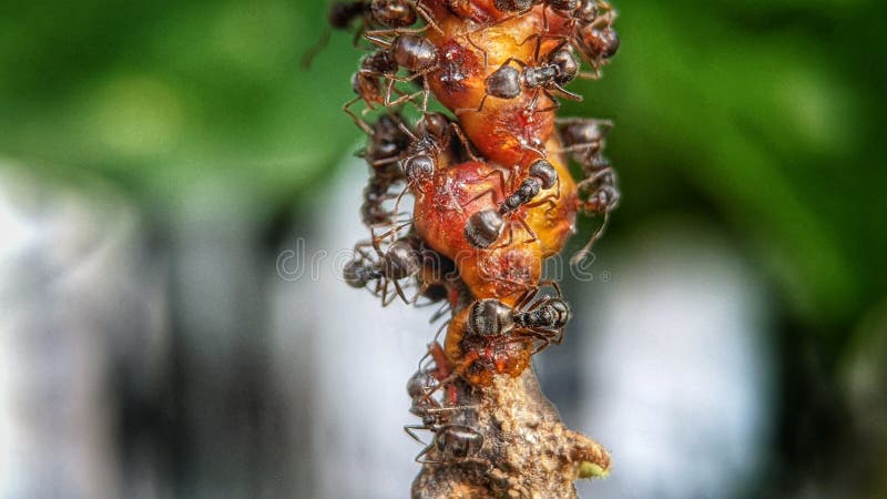 Ant Colony is Gathering Food on Tree Branches Stock Image - Image of ...