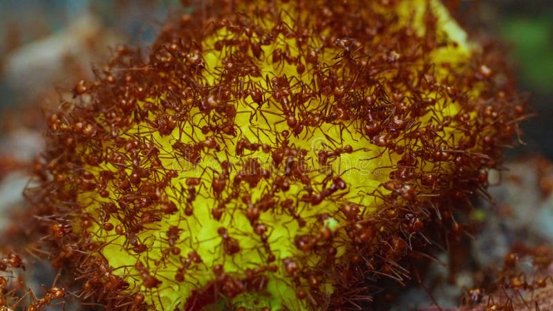Ant Colony. a Group of Ants Stock Video - Video of organization, insect ...