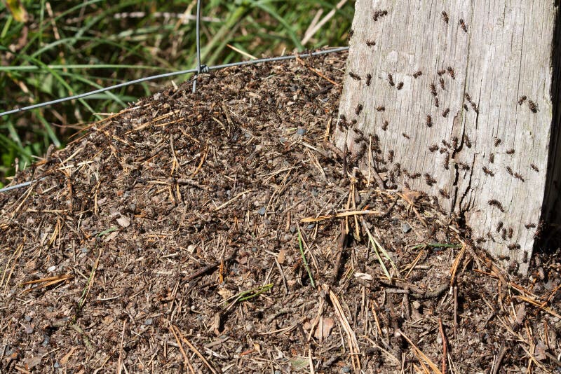 Ant Nest Stock Photos - Download 3,555 Royalty Free Photos