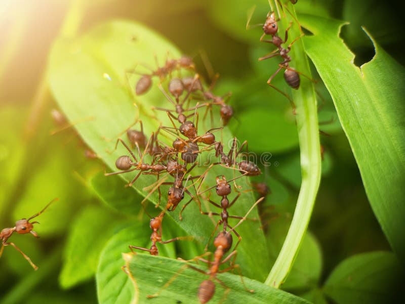 Ant Colony Rescues Queen Ant a Top Leaf Stock Photo - Image of teamwork ...
