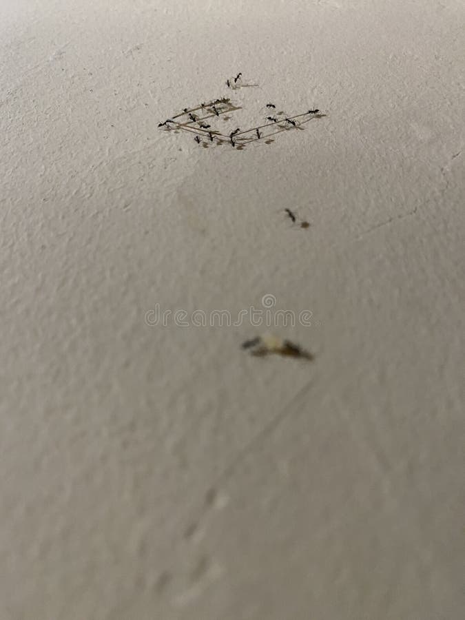 Ant colony team work stock photo. Image of background - 371309940