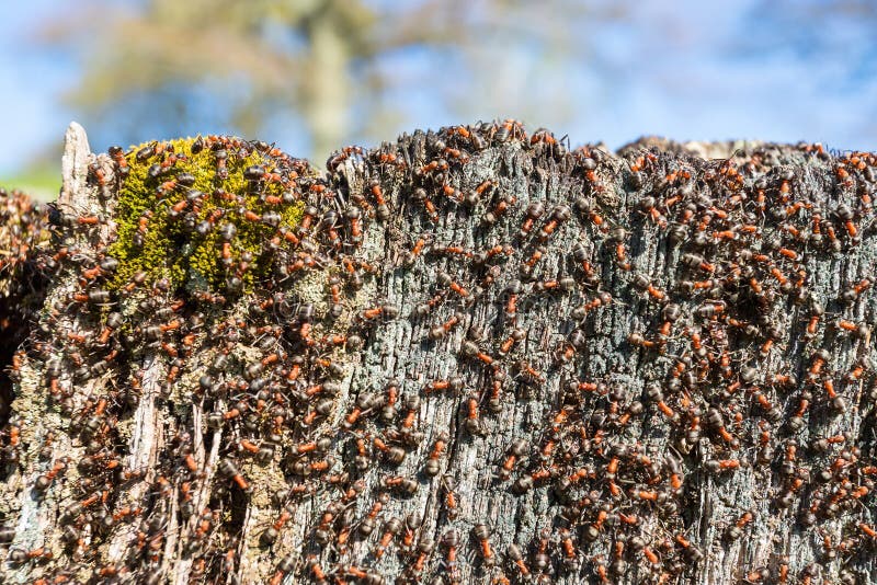 Ant colony stock photo. Image of colonies, nest, wood - 84974530