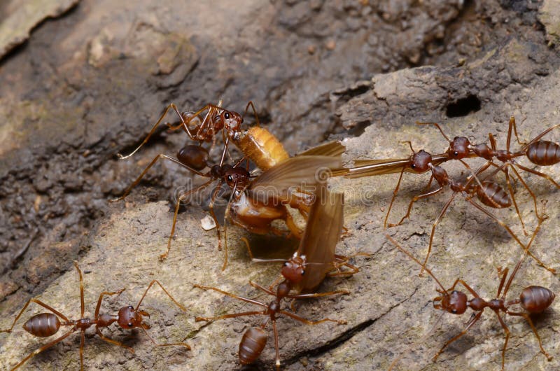 Ant stock photo. Image of formica, animal, colony, foliage - 45292966