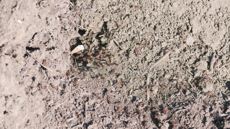 Ant Community. Disturbed Fire Ant Mound Stock Video - Video of hill ...