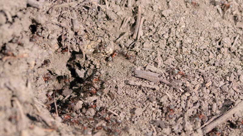 Ant Community. Disturbed Fire Ant Mound Stock Footage - Video of hill ...