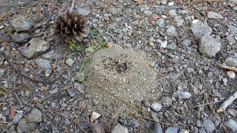 Ant and cone stock photo. Image of cone, cooperation - 89395398
