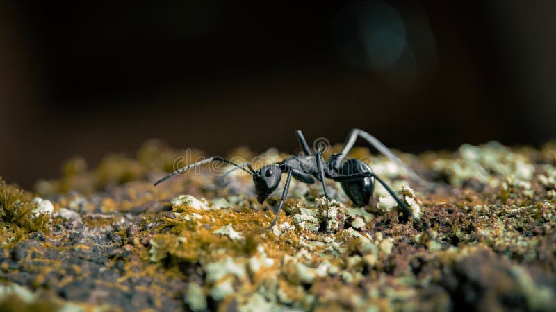 An Ant Crawling Alone Separates Itself from Its Colony Stock Image ...