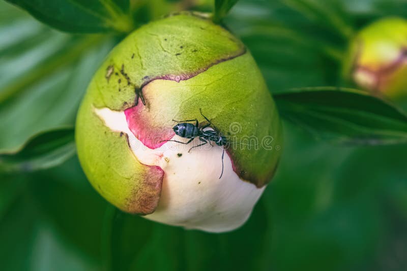 Ant Crawling on a Fresh Flower Stock Photo - Image of season, outdoor ...