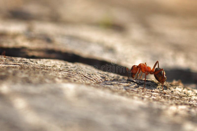 Ant stock image. Image of land, food, tree, insect, nature - 33054229