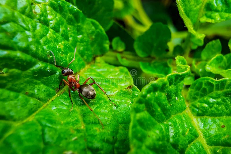 Ant Crawls on Potato Leaves, Crop in the Field, Macro Shot Stock Image ...