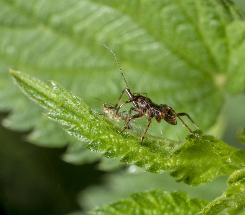 Ant damsel bug stock image. Image of shot, himacerus - 284214657