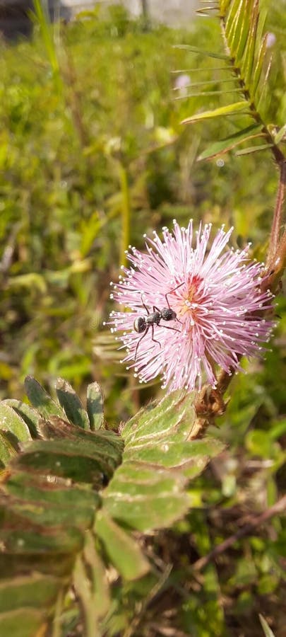Dandelion Micro Shoot Stock Photos - Free & Royalty-Free Stock Photos ...