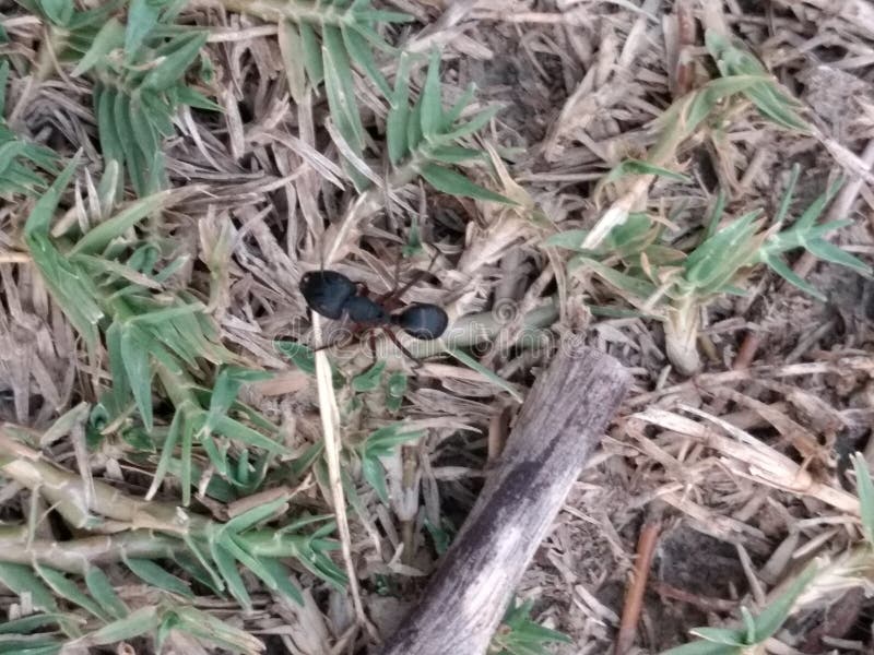 Ant doing struggle stock image. Image of survibe, struggle - 94627613