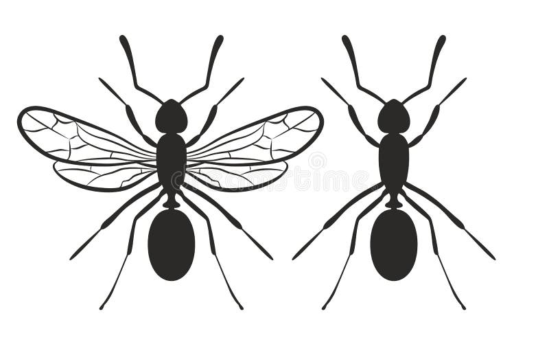 Ant Stock Vector - Image: 50944821