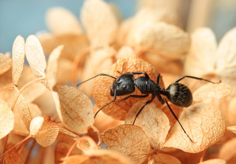 Wood Ant, Ant, Ants, Formica Rufa Stock Image - Image of micro ...