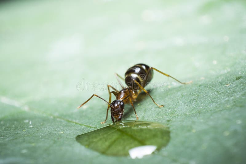 Ant drinking stock photo. Image of dark, garden, nature - 53177376