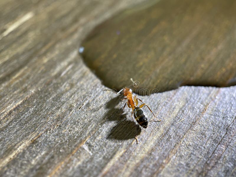 350 Snapseed Videos Stock Photos - Free & Royalty-Free Stock Photos ...