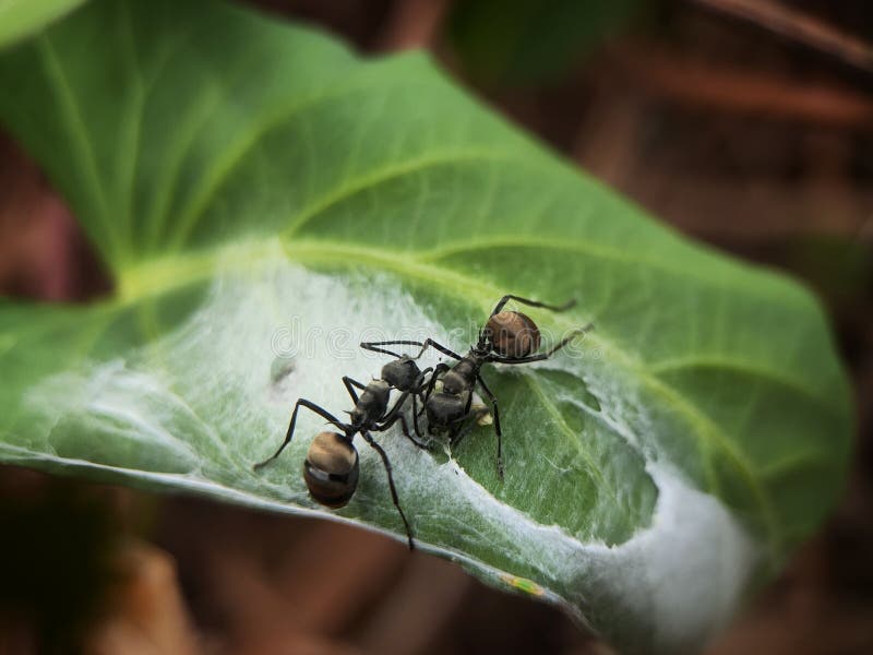Ant Duo Crafting Their Leafy Abode: a Tale of Collaboration Stock Photo ...