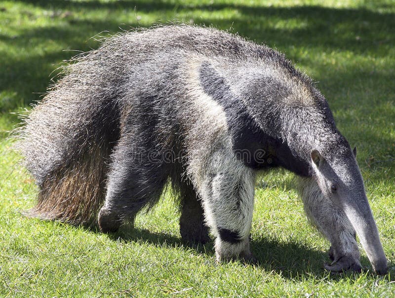 Ant Eater stock image. Image of anteater, long, wildlife - 4951669