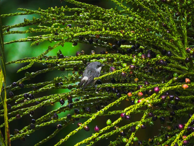 Ant Eater Bird - Zosterops Perching in Drupes of Palm Tree Stock Image ...