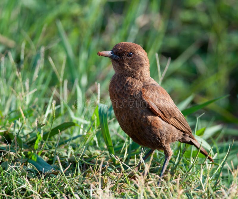 Ant-eater Chat from front stock photo. Image of myrmecocichla - 23767382