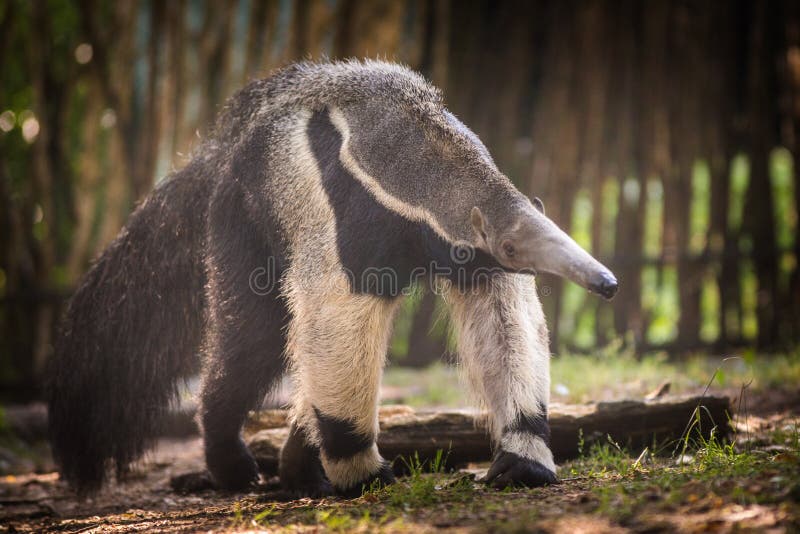 Ant-eater in the nature stock photo. Image of wildlife - 157699862