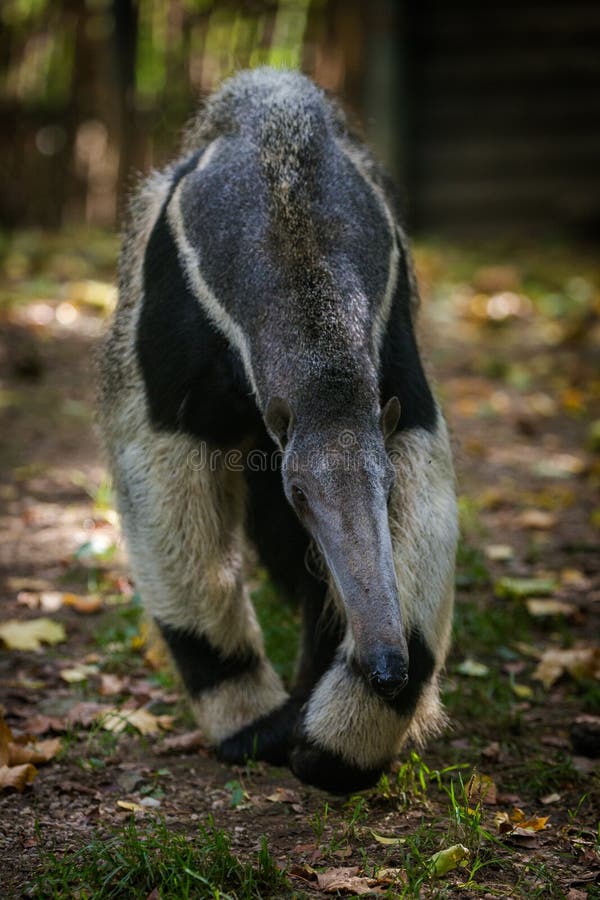 Ant-eater Portrait in Nature Park Stock Photo - Image of forest, limb ...