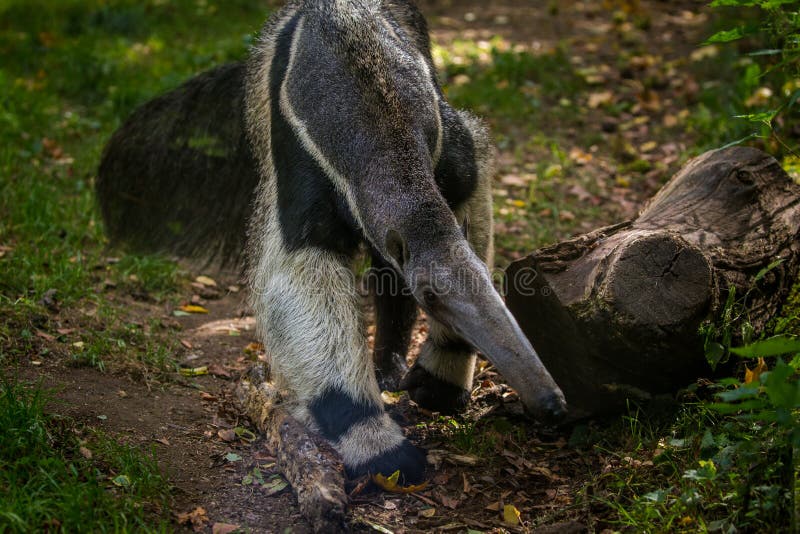 Ant-eater in the nature stock photo. Image of wildlife - 157699862
