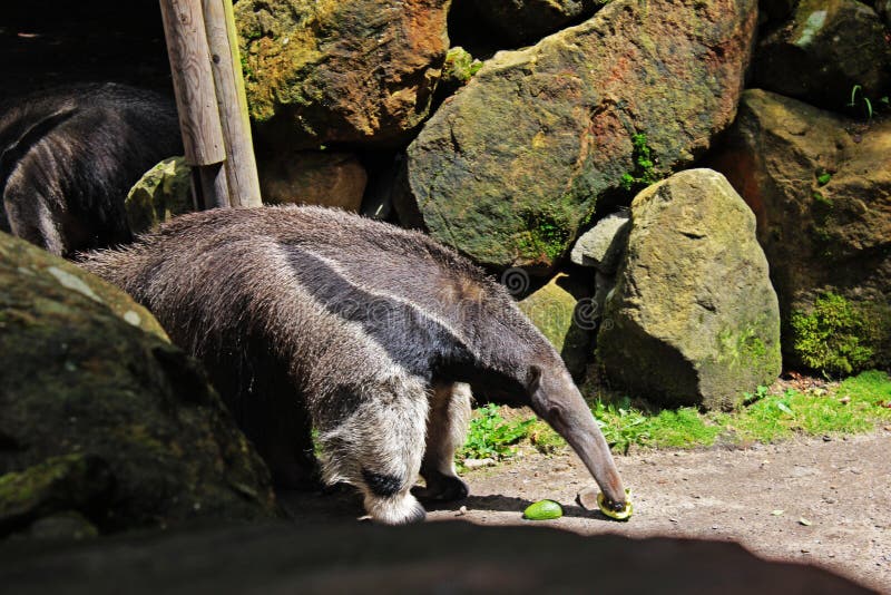 Ant Eater stock image. Image of anteater, long, wildlife - 4951669