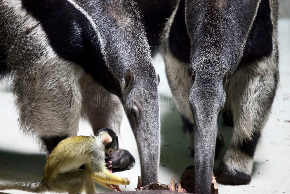Ant-eaters stock photo. Image of monkey, eaters, mammal - 80861530