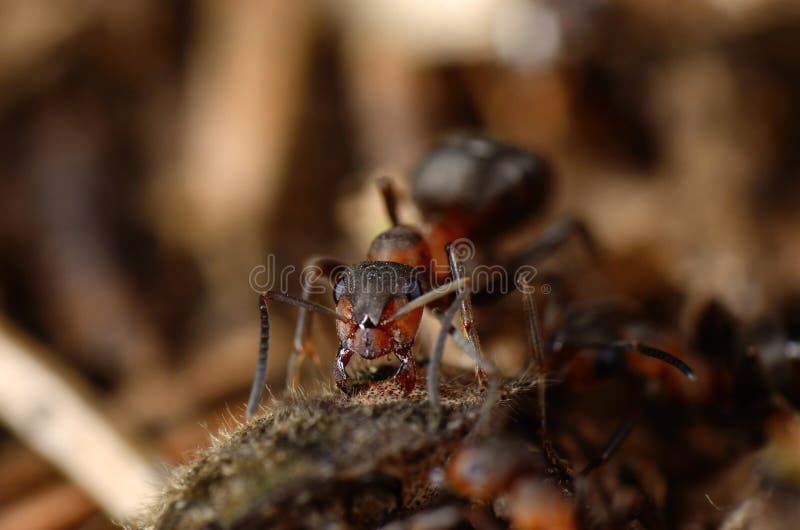 Ant eating bug. stock image. Image of macro, russian - 54834669