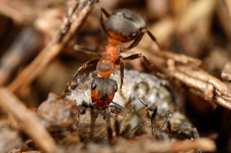 Ant eating bug. Top view stock image. Image of russian - 54834199