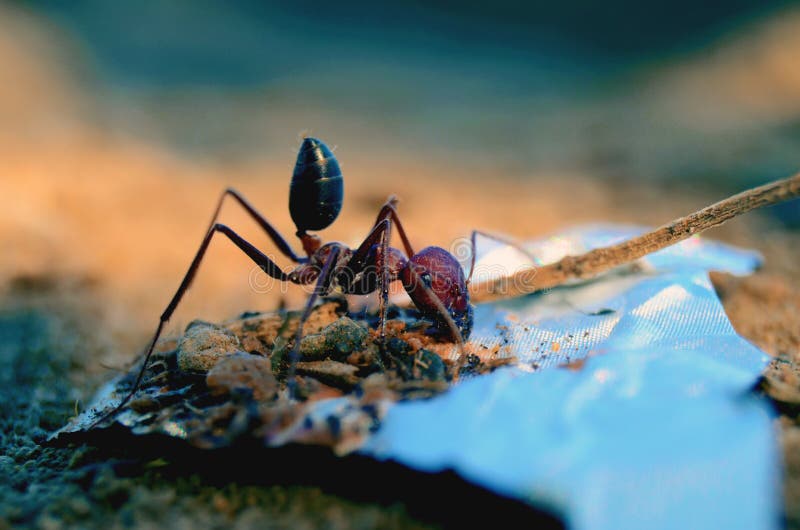 Ant Eating Chocolate Leftovers Stock Photo - Image of mountains, eating ...