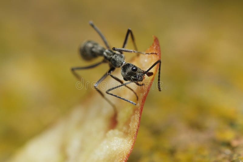 Ant Eating Dried Apple Skin Stock Image - Image of bring, nature: 4638143