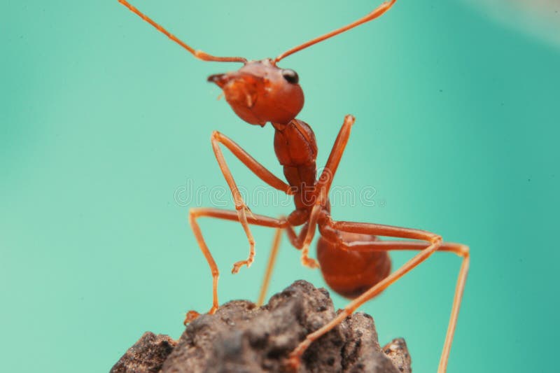 Ant Eating Flies Marco Life Detail Stock Image - Image of flies, detail ...