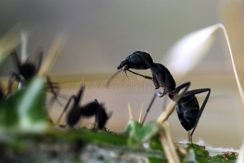 Ant eating insect stock photo. Image of detail, abdomen - 3589174