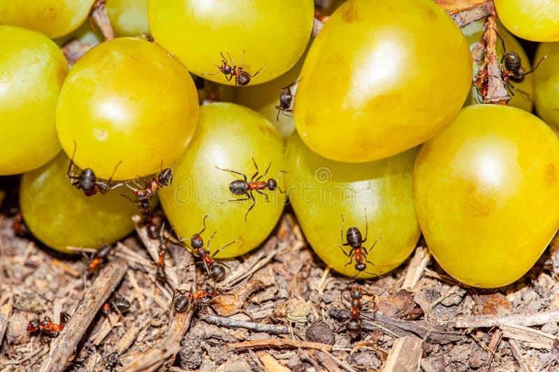 Ant Eating Small Grape Hanging from Vine Stock Photo - Image of cherry ...