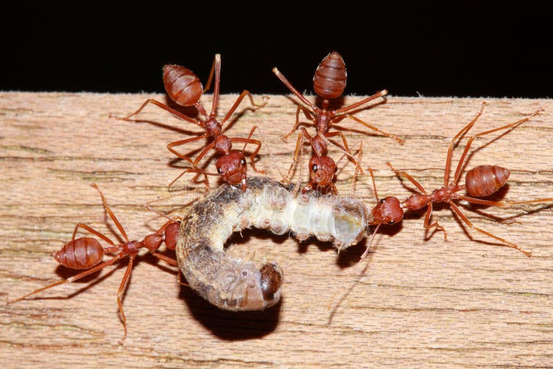 Ant eating worm stock image. Image of dead, hunting, colony - 26231191