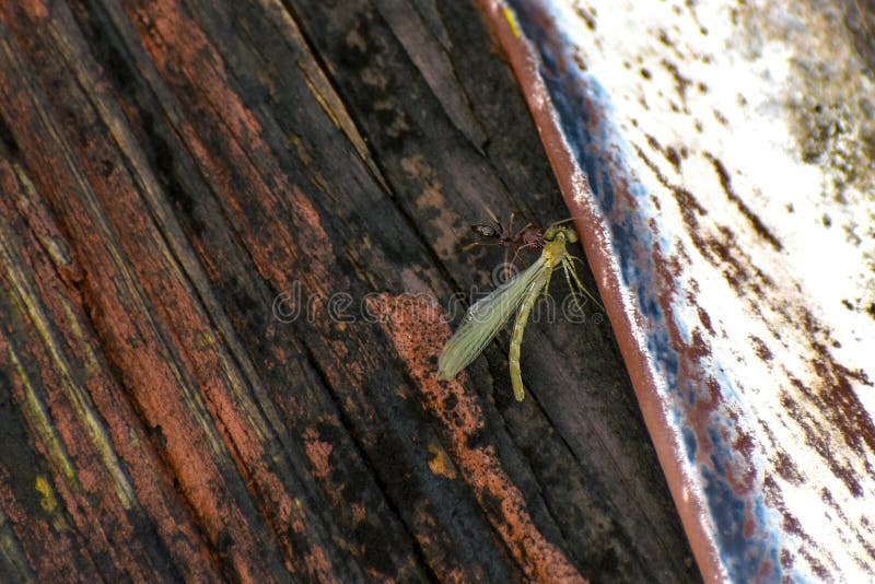 Ant Eats Praying Mantis Bug Stock Image - Image of bright, natural ...